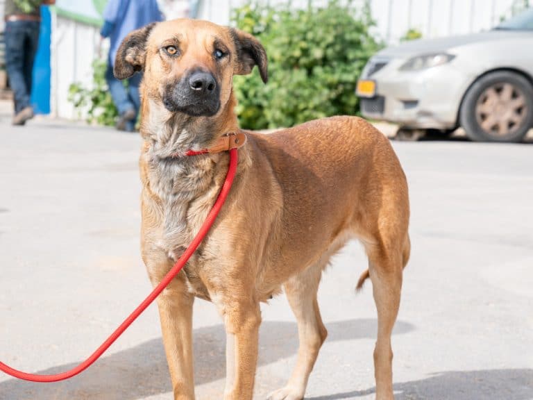 JSPCA-HOME - צער בעלי חיים jspca