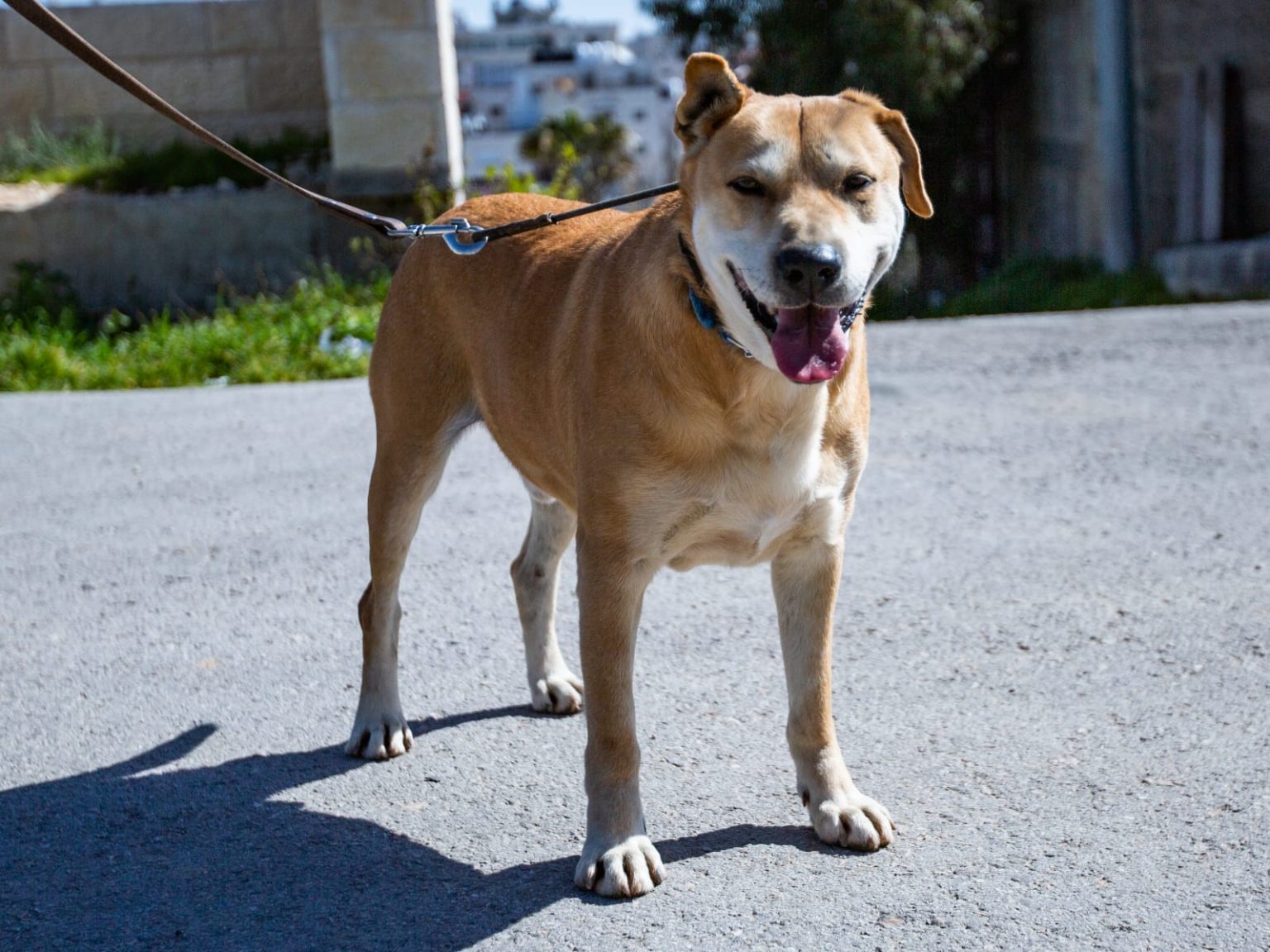 JSPCA-HOME - צער בעלי חיים jspca