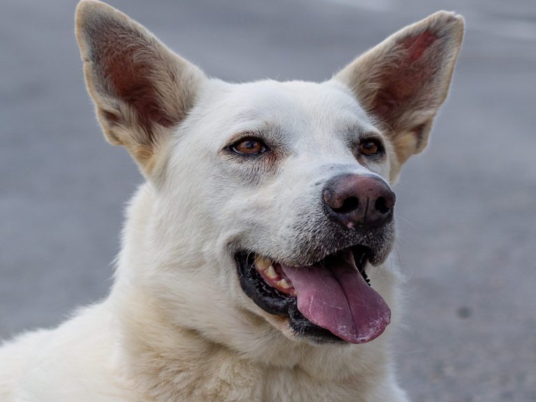 JSPCA-HOME - צער בעלי חיים jspca