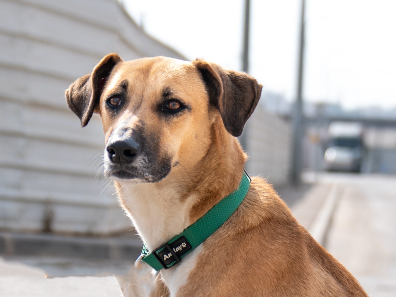 JSPCA-HOME - צער בעלי חיים jspca