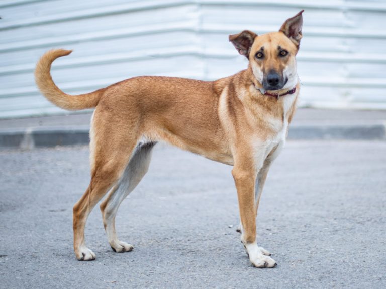 JSPCA-HOME - צער בעלי חיים jspca