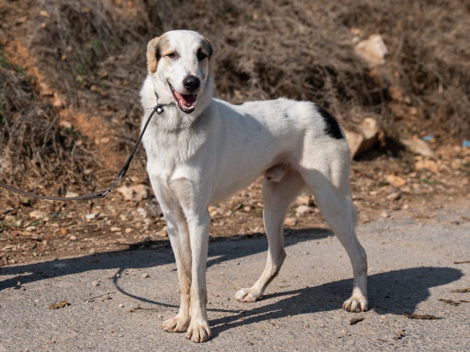 JSPCA-HOME - צער בעלי חיים jspca