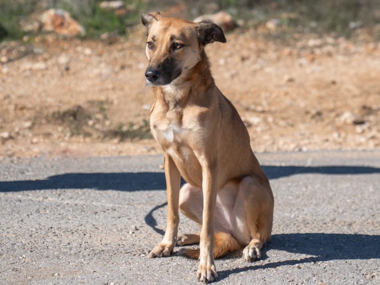 JSPCA-HOME - צער בעלי חיים jspca