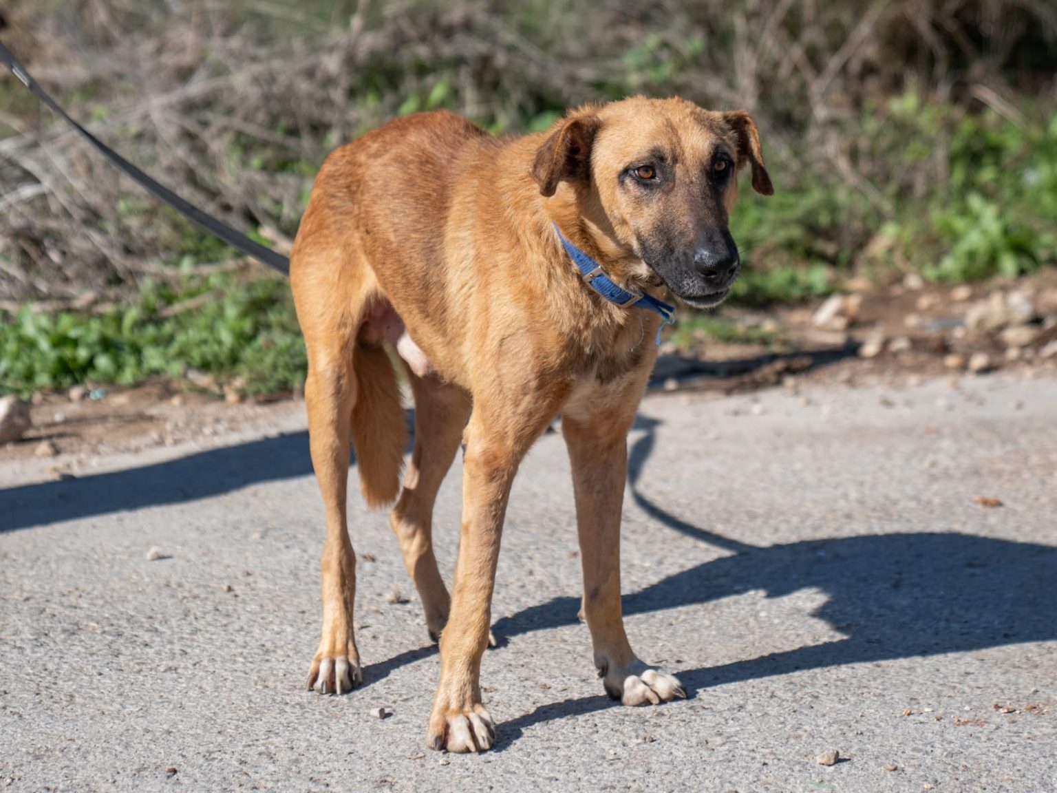 JSPCA-HOME - צער בעלי חיים jspca