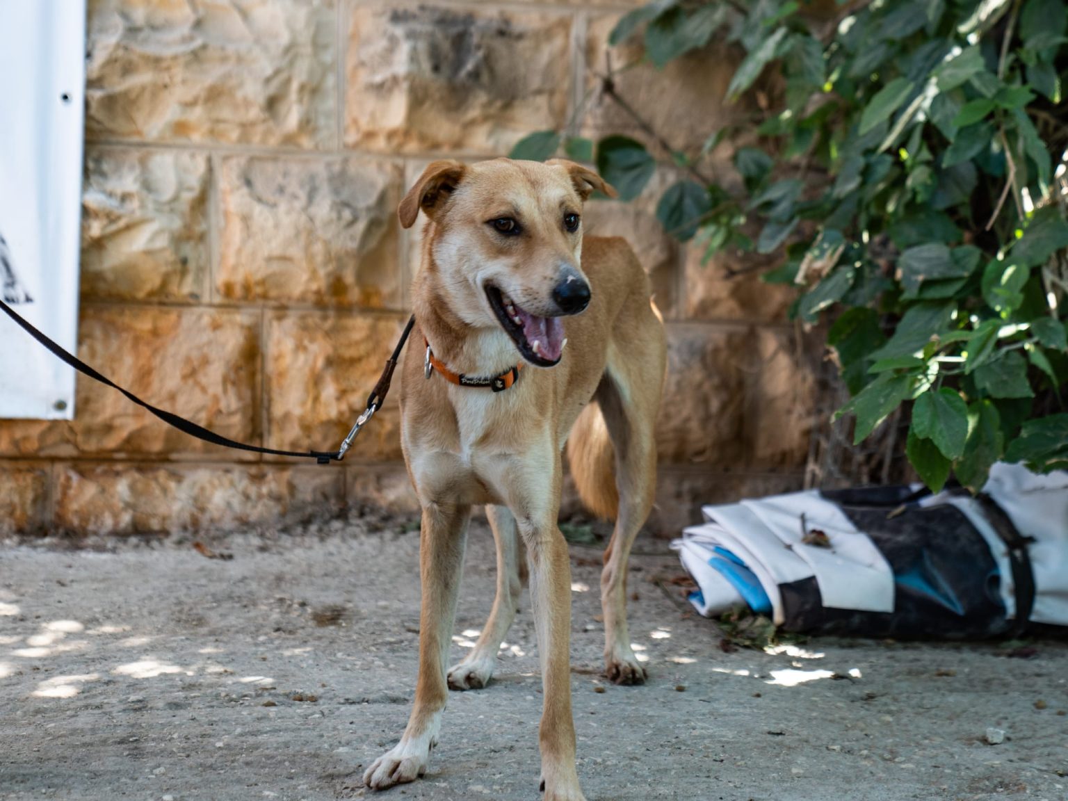 JSPCA-HOME - צער בעלי חיים jspca