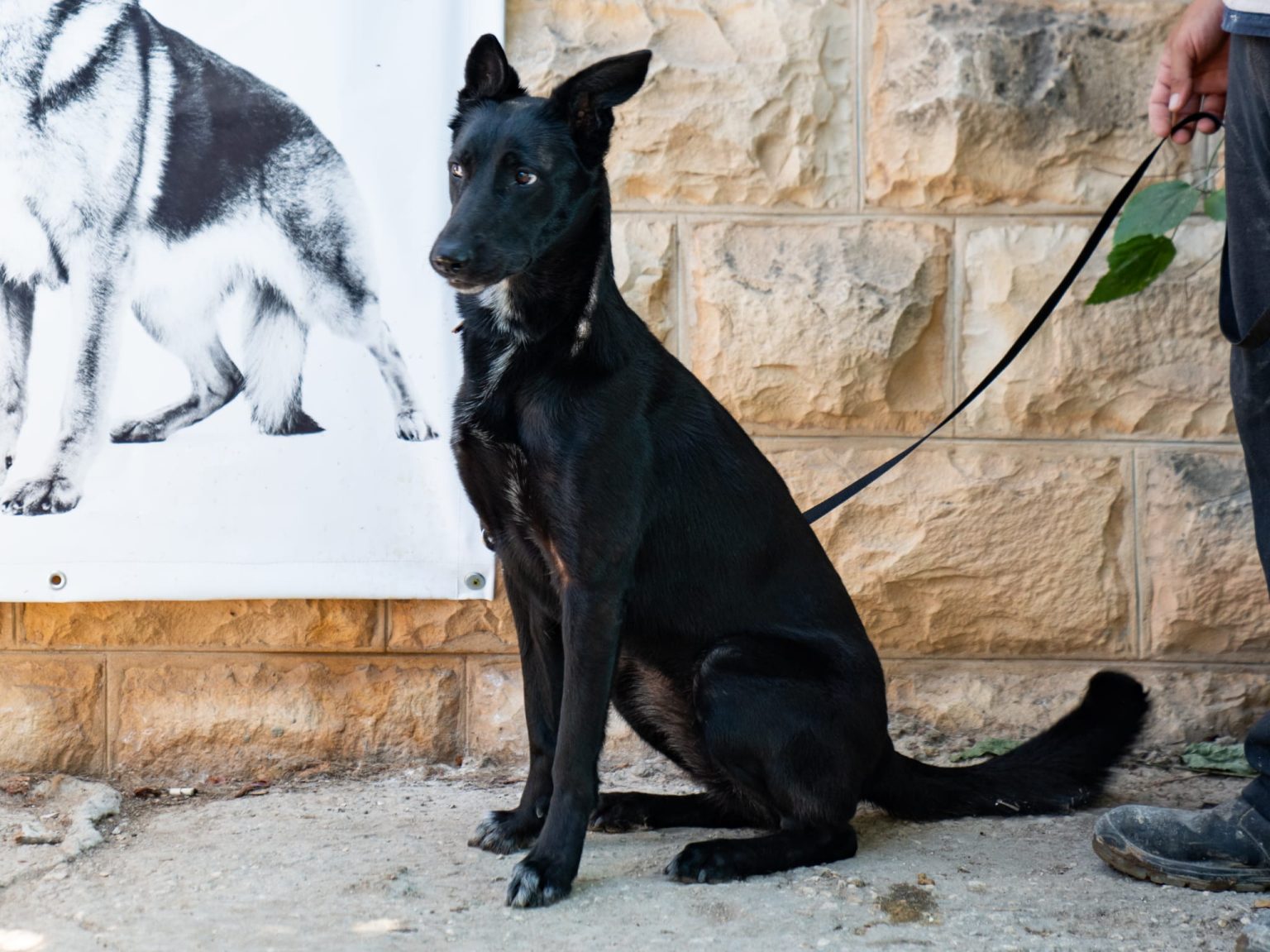 JSPCA-HOME - צער בעלי חיים jspca