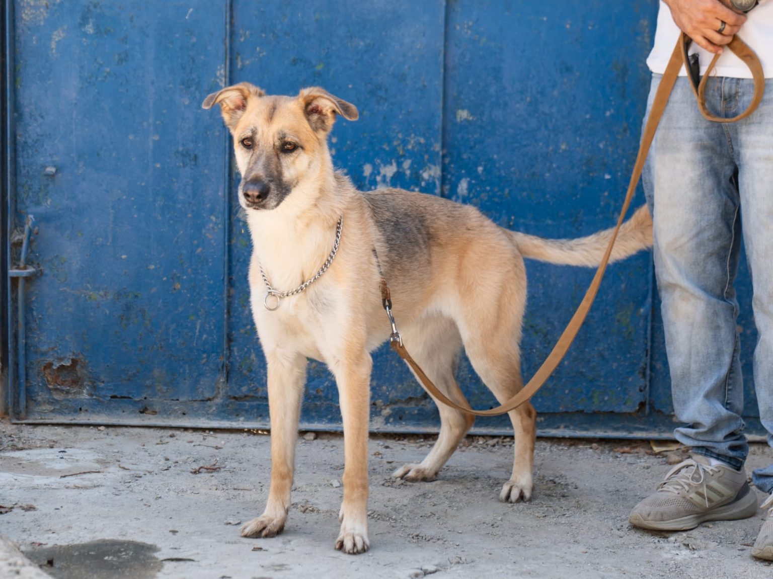 JSPCA-HOME - צער בעלי חיים jspca