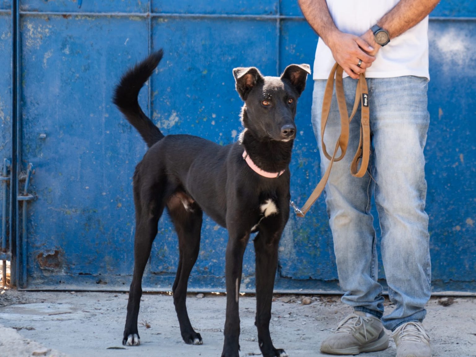 JSPCA-HOME - צער בעלי חיים jspca